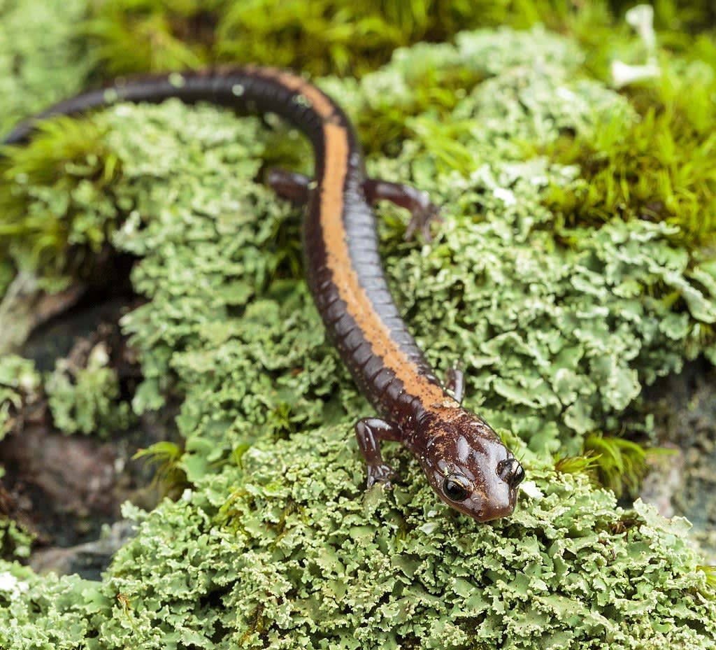 Shenandoah Salamander Plethodon Shenandoah Family Plethodontidae