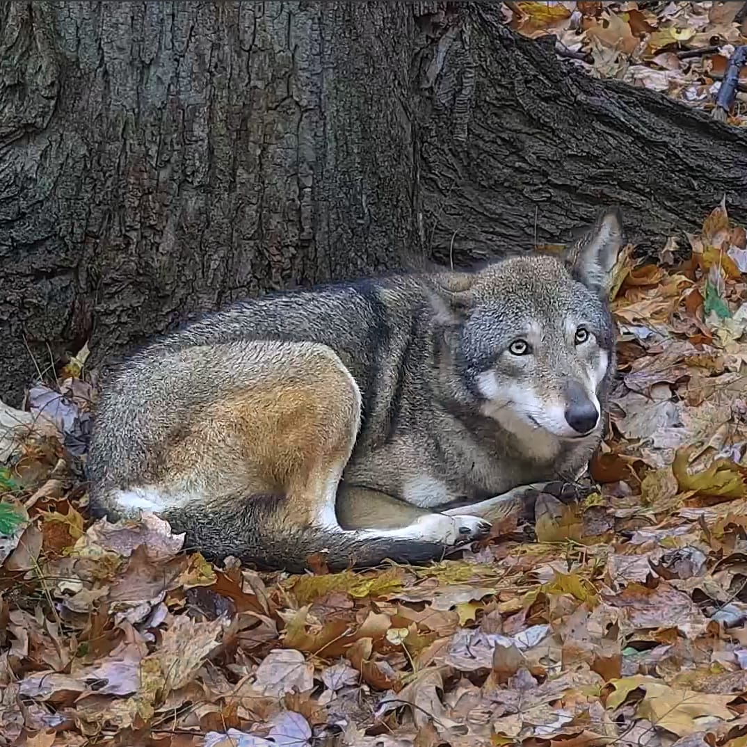 Essential. Endangered. Extremely beautiful 🐺 Curl up with red wolf Sage ...