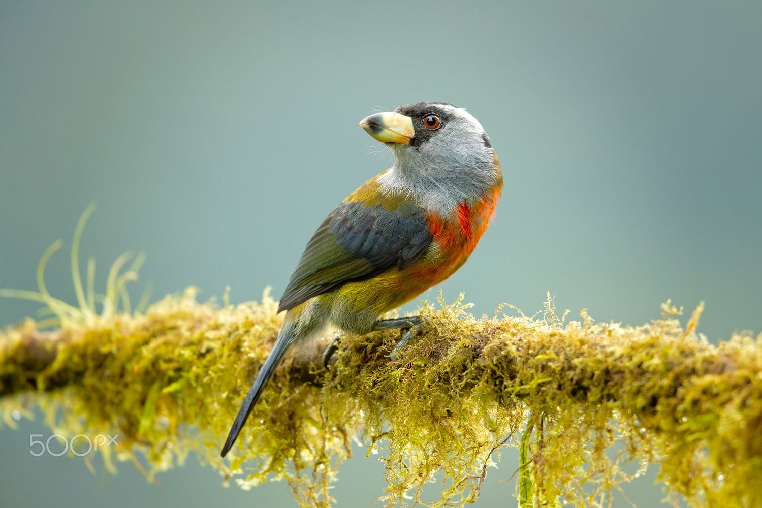 Toucan Barbet