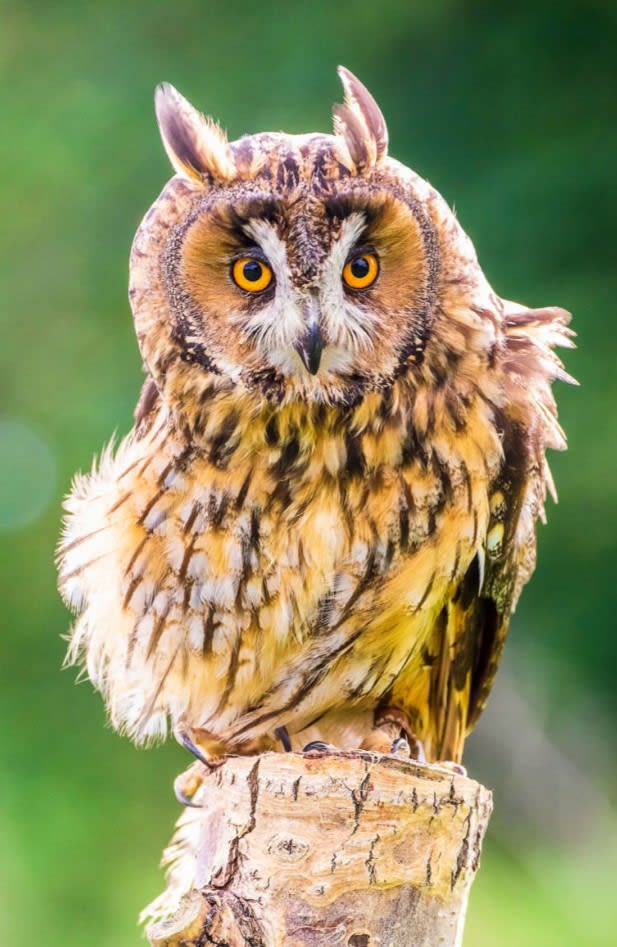 Superb long-eared owl with wind-ruffled feathers. (Image - Chris Vines).