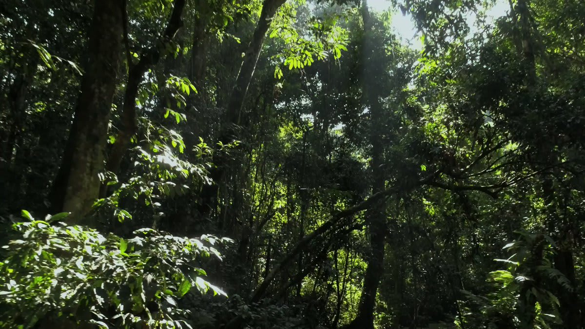 "They are a sort of wild mirror of ourself." In the heart of the ...