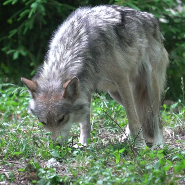 Happiness is finding something stinky to roll in 🐺 When encountering a ...