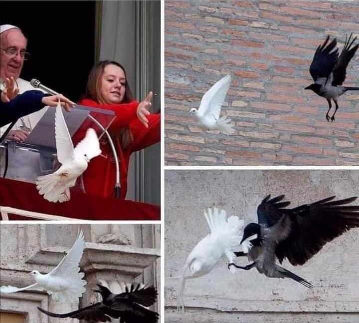 A Raven beating out Pope's Sign of Peace