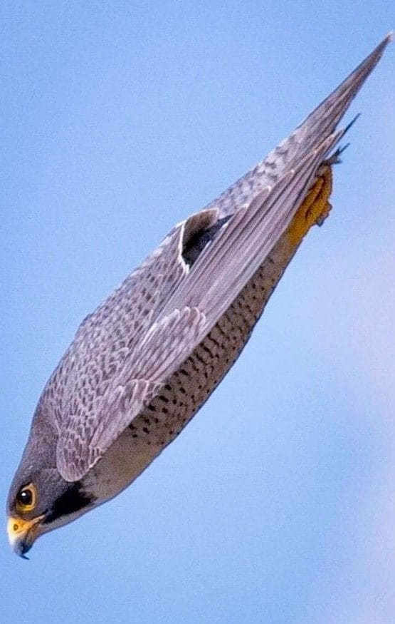 Peregrine falcon in its dive