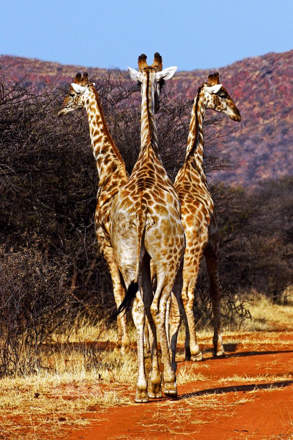 "The Three Musketeers" by Cai Priestley - taken in Namibia, Africa 2008 ...