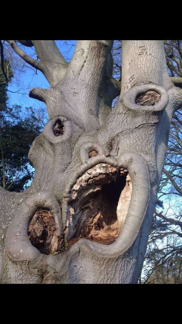 This tree grows opposite a retirement home in Sussex #tree | Weird ...