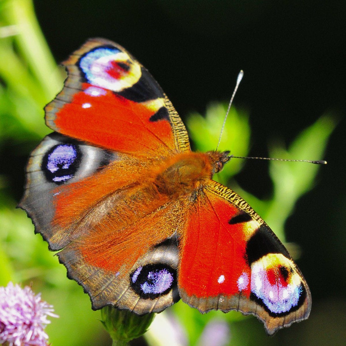 Image by Lee Boyes Peacock butterflies are a jewel of nature, and are ...