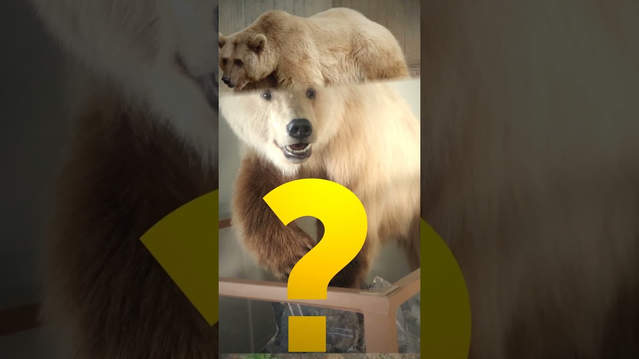 Pizzly Bears Are Real - They're More Common Than You Might Think