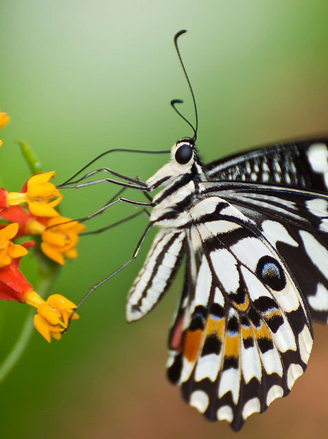 fuckyeahmothernature: Flutterby (by Groovyhalo)