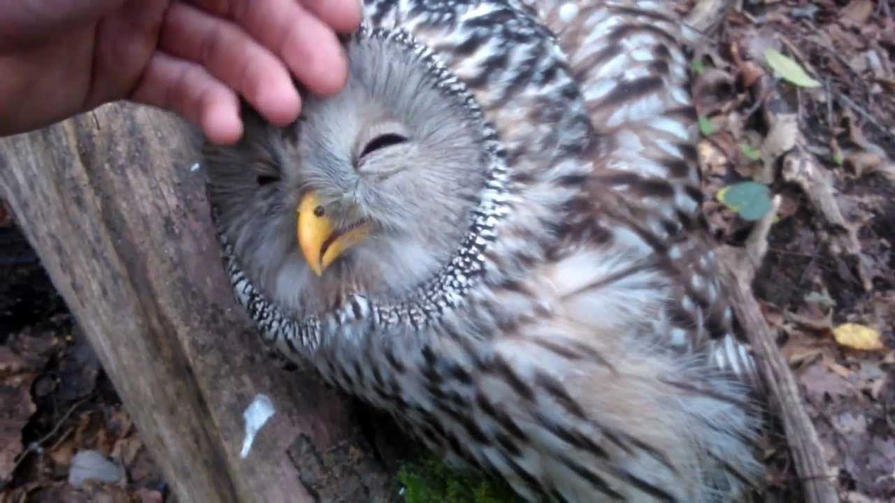 Sweet wild owl. I love this owly!! We must always respect the owls ...