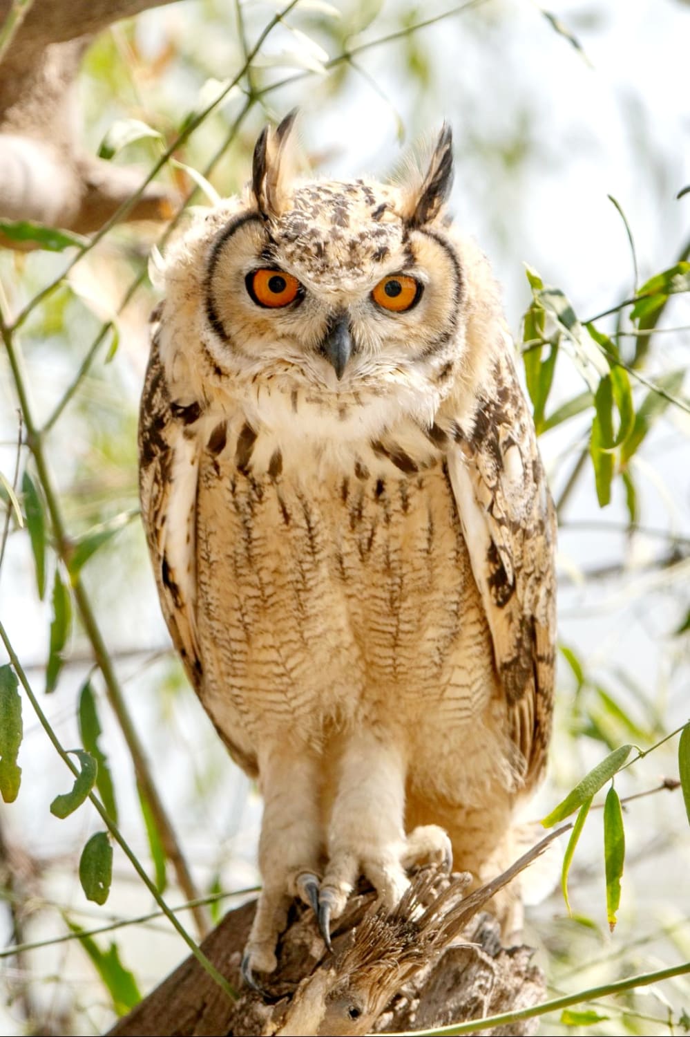 Indian Eagle Owl