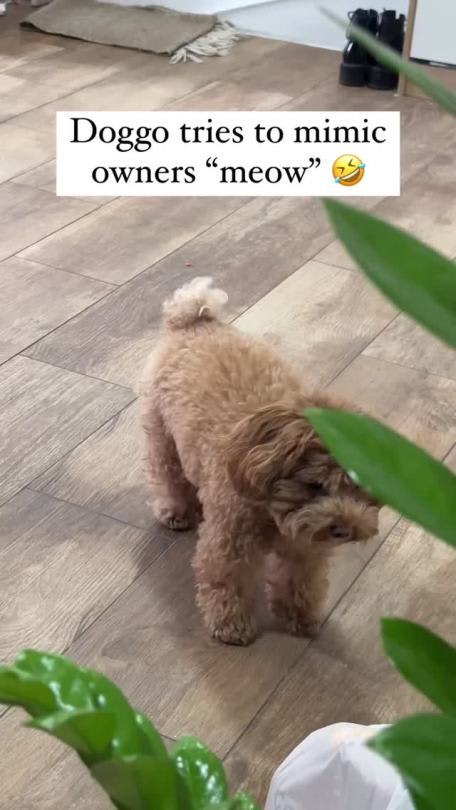 Cute doggo trying to meow... 🐱 Follow me for more dogs playing along!