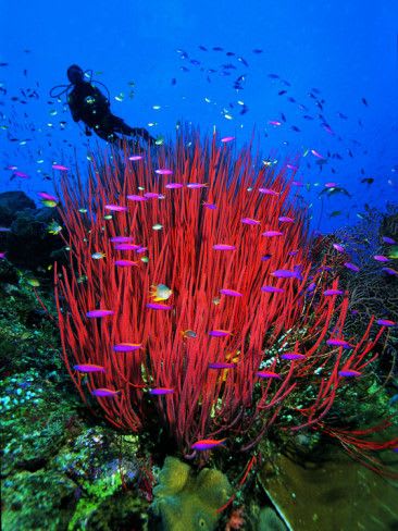 'A Colony of Scarlet Red Soft Quirt Corals' Photographic Print - Andrea ...
