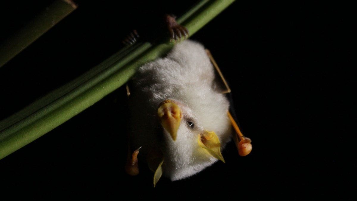 Cotton ball or bat? It’s the Honduran white bat! Scientists think its ...