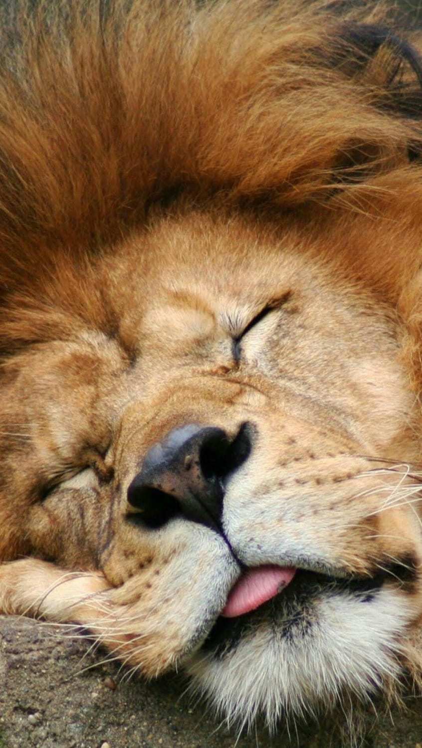 Just so tired | Animals beautiful, Animals, Beautiful cats