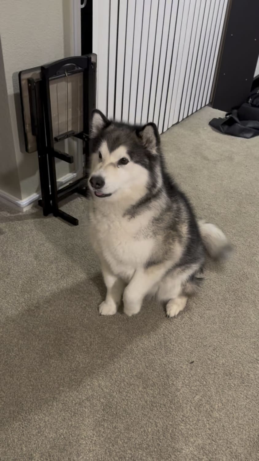 Husky and toy voice activated copycat