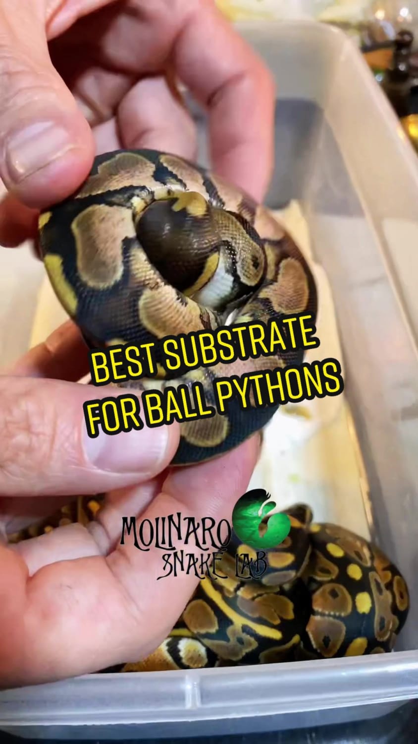 🐍 Prococo substrate is excellent at maintaining humidity which is essential for ball/royal pythons!🧪