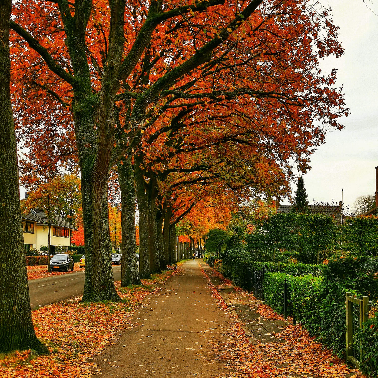 ITAP of biking track in autumn, Netherlands