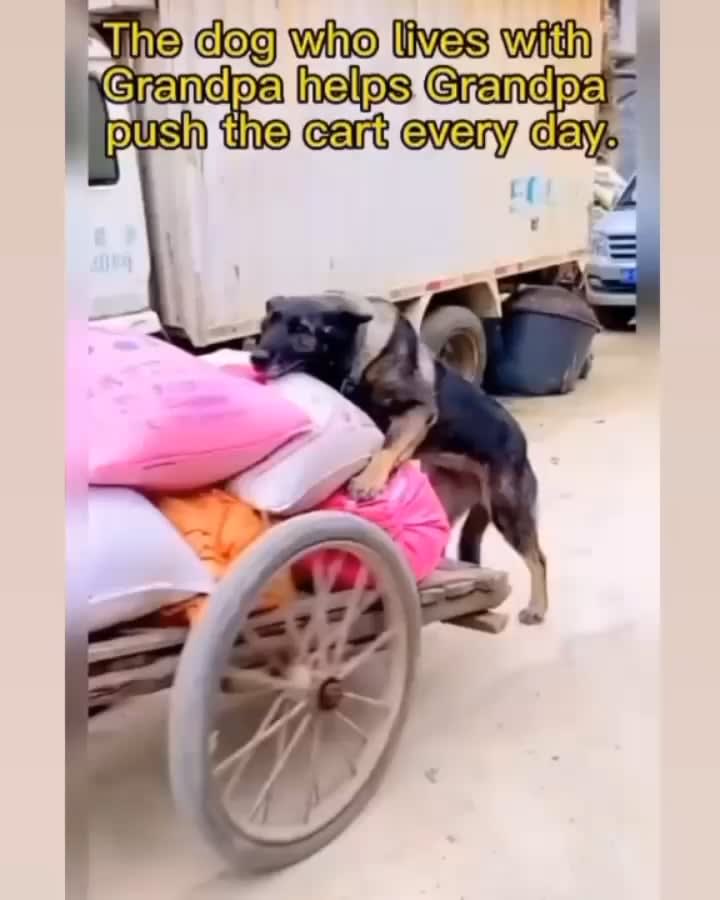 Helpful dog helps push the cart
