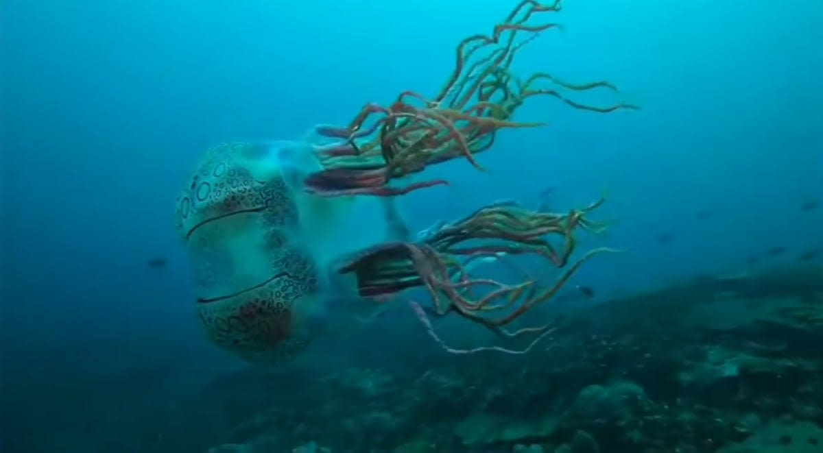this is the chirodectes, an insanely rare genus of box jellyfish, only ...