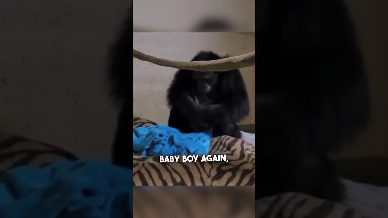 This chimpanzee’s reaction reuniting with her baby boy ️