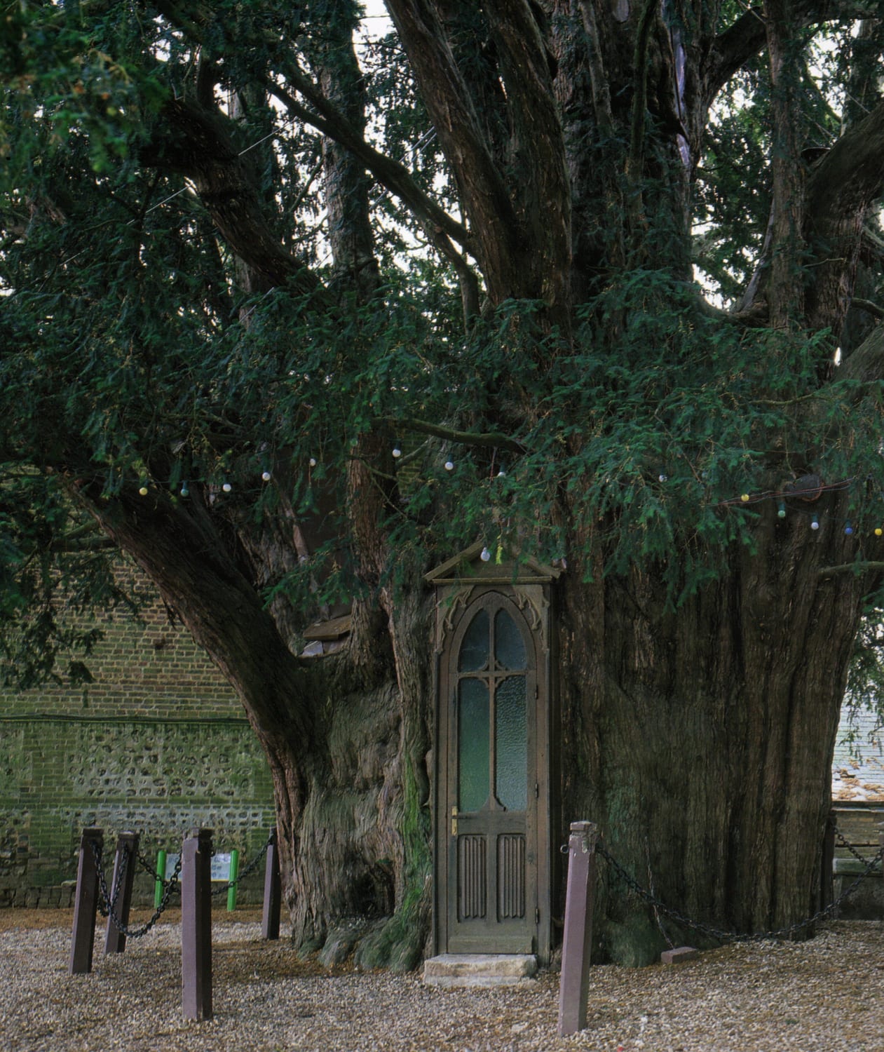 1000 years old yew with a chapel inside, France