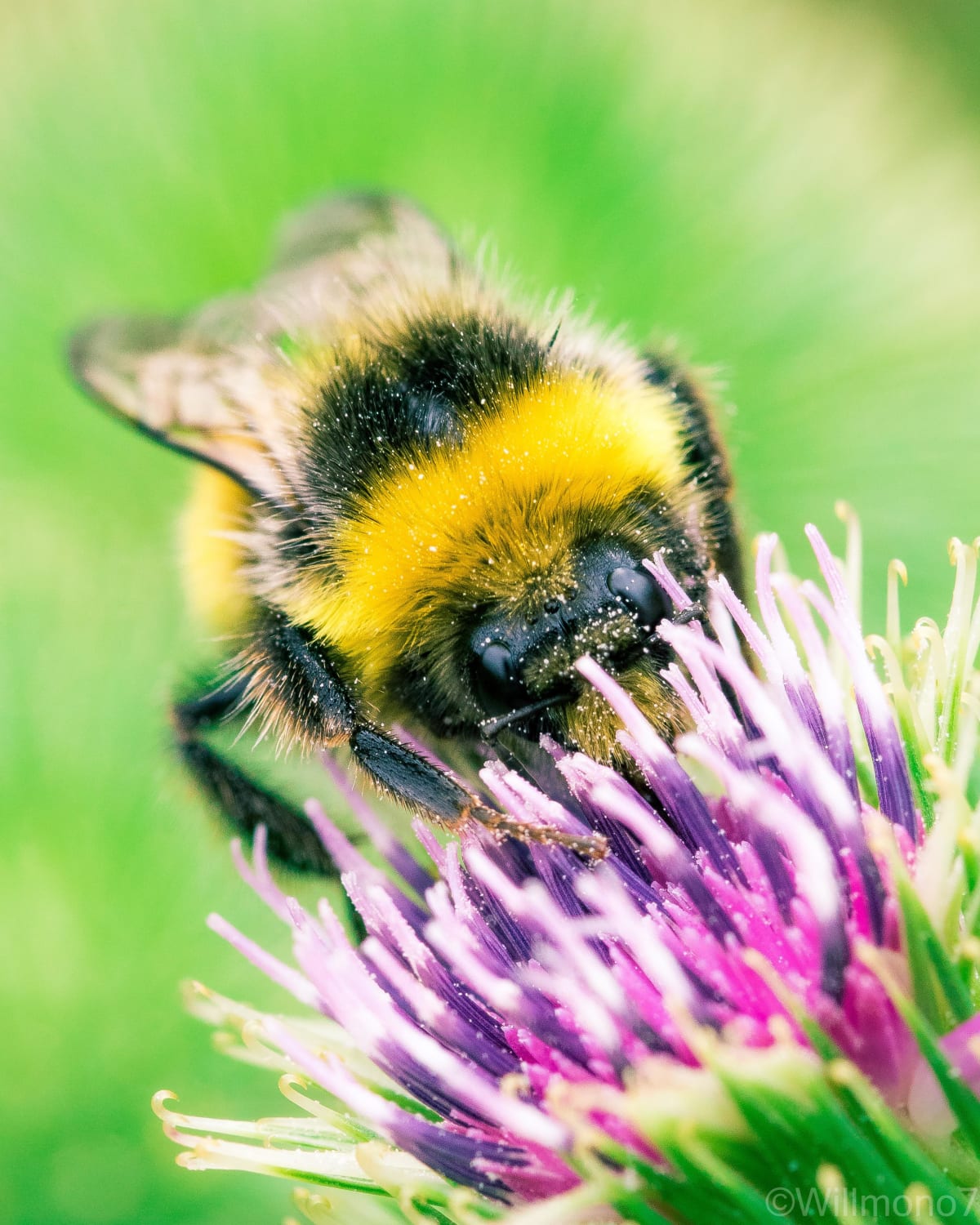 I'm a bumble bee-ginner to proper macro photography
