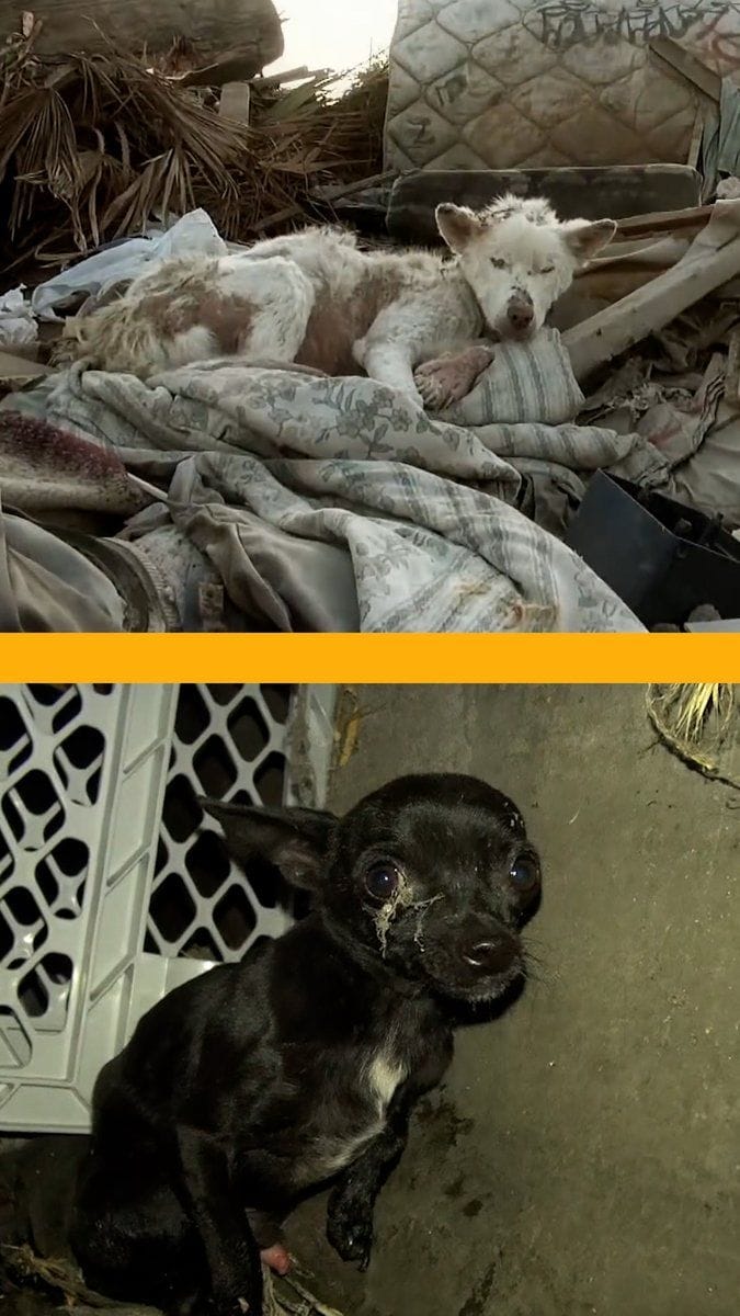 Two shut-down dogs rescued on the same day knew exactly what the other ...