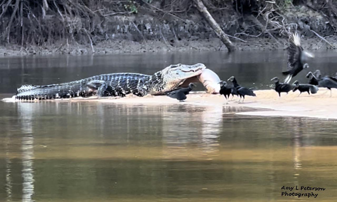 A Giant Black Caiman devours a fully grown Arapaima. The Black Caiman ...