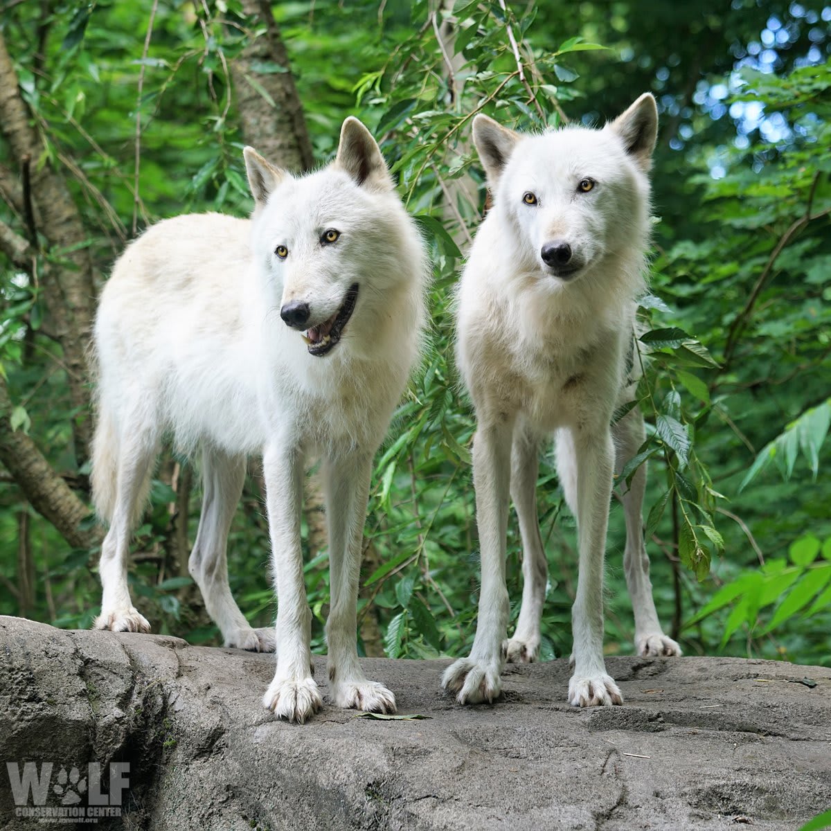 Although wolves appear big and brawny in the winter, under their fluff ...