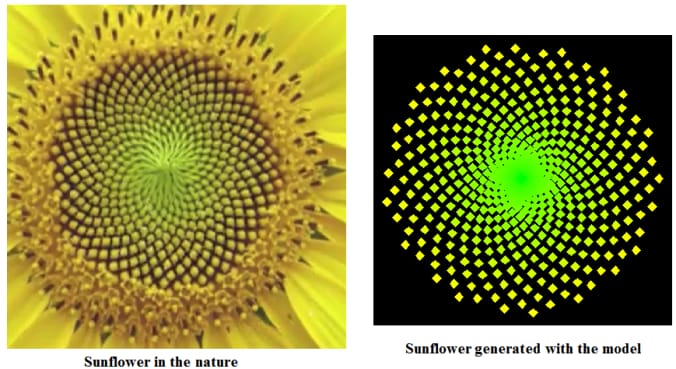 Modeling the growth of a sunflower with golden angle and Fibonacci ...