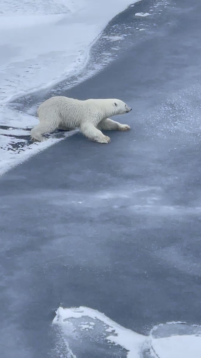 Smart polar bear is a bit too careful while moving over thin ice 🧊 🐻‍ ️