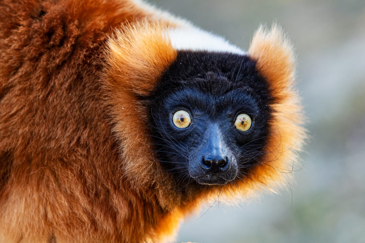 Red Ruffed Lemur monkey. Wildlife and zoology.