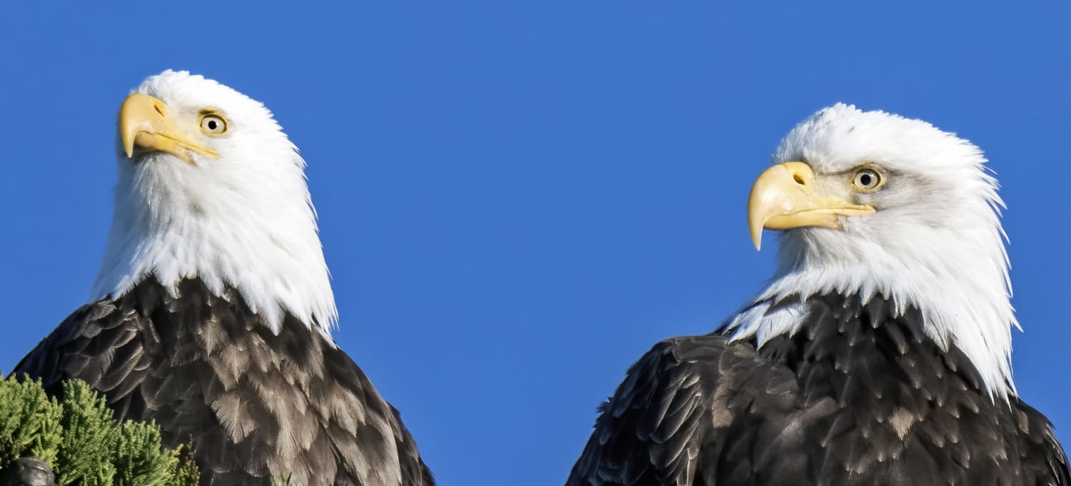 Male & Female Eagles Watching