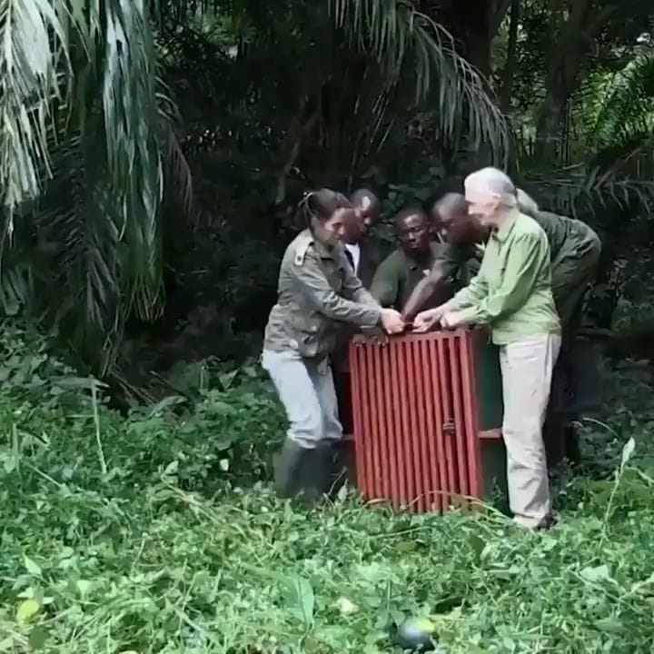 Rehabilitated chimpanzee Wounda showing gratefulness to Jane and the ...