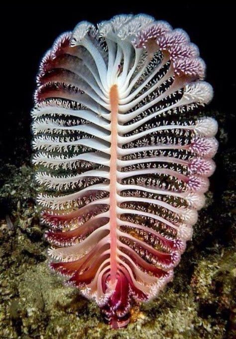 sloth unleashed on Tumblr