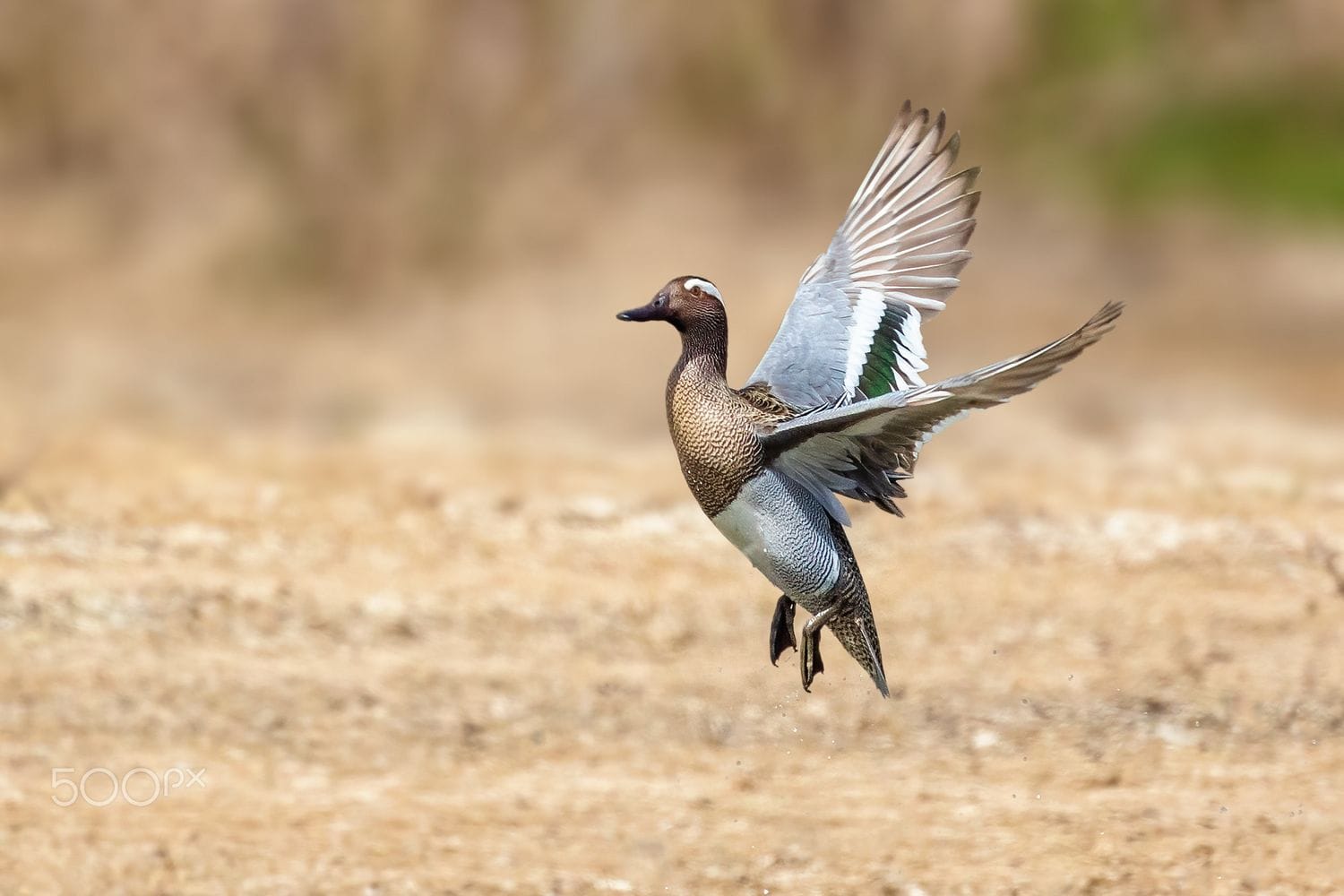 Garganey flying