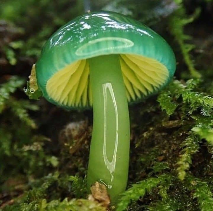A Beautiful Green Parrot Waxcap Mushroom