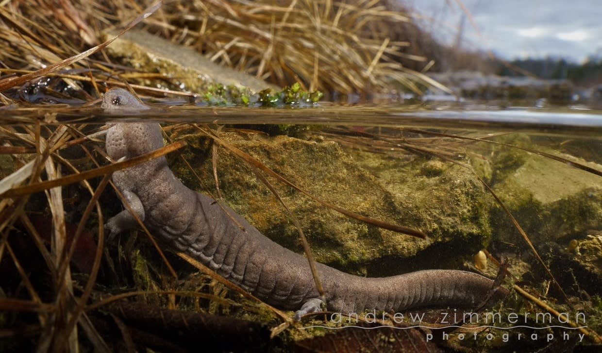 Streamside Salamander (Ambystoma barbouri), family Ambystomatidae, TN ...