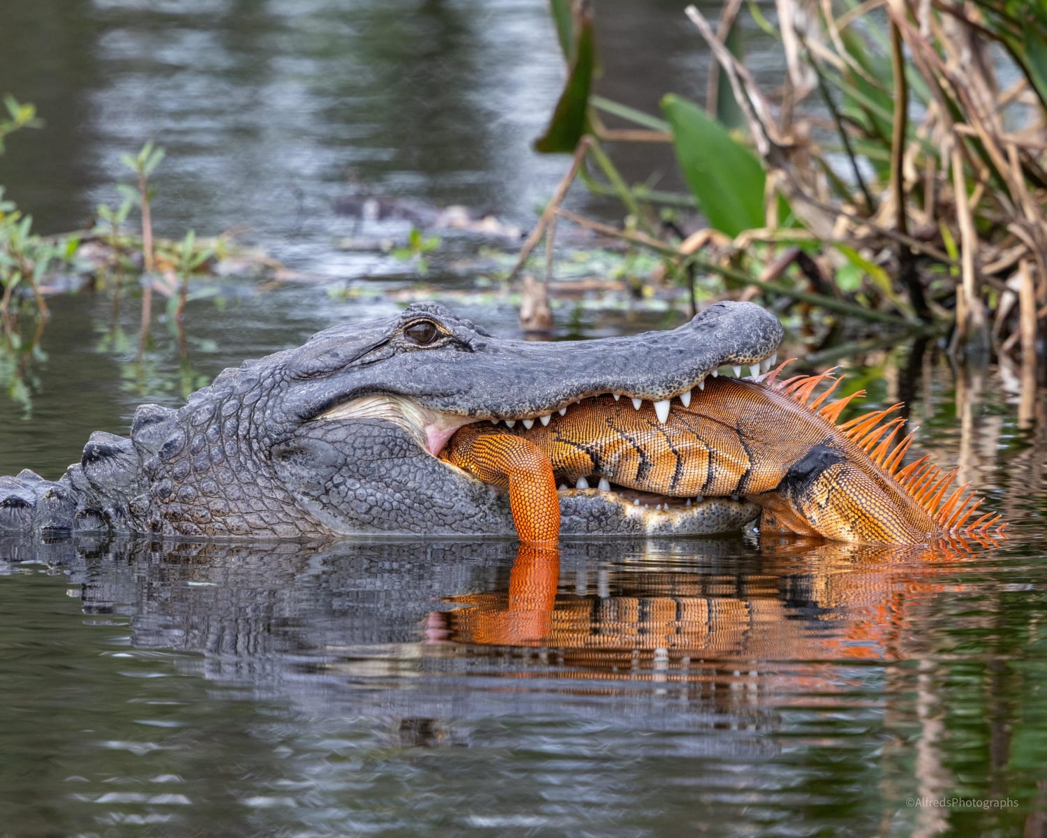 Alligator Devouring Iguana for Lunch