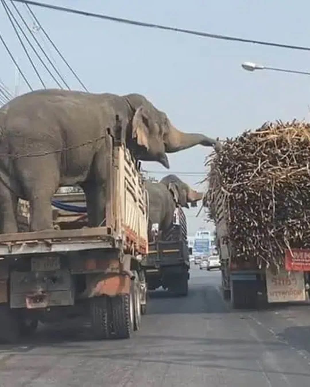 📸 Wild Wings Photography Two elephants riding on a trailer turned an ...