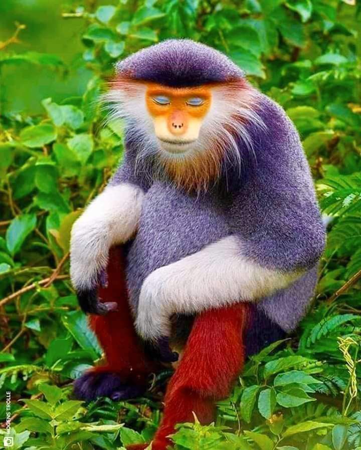 The Zen Monkey.