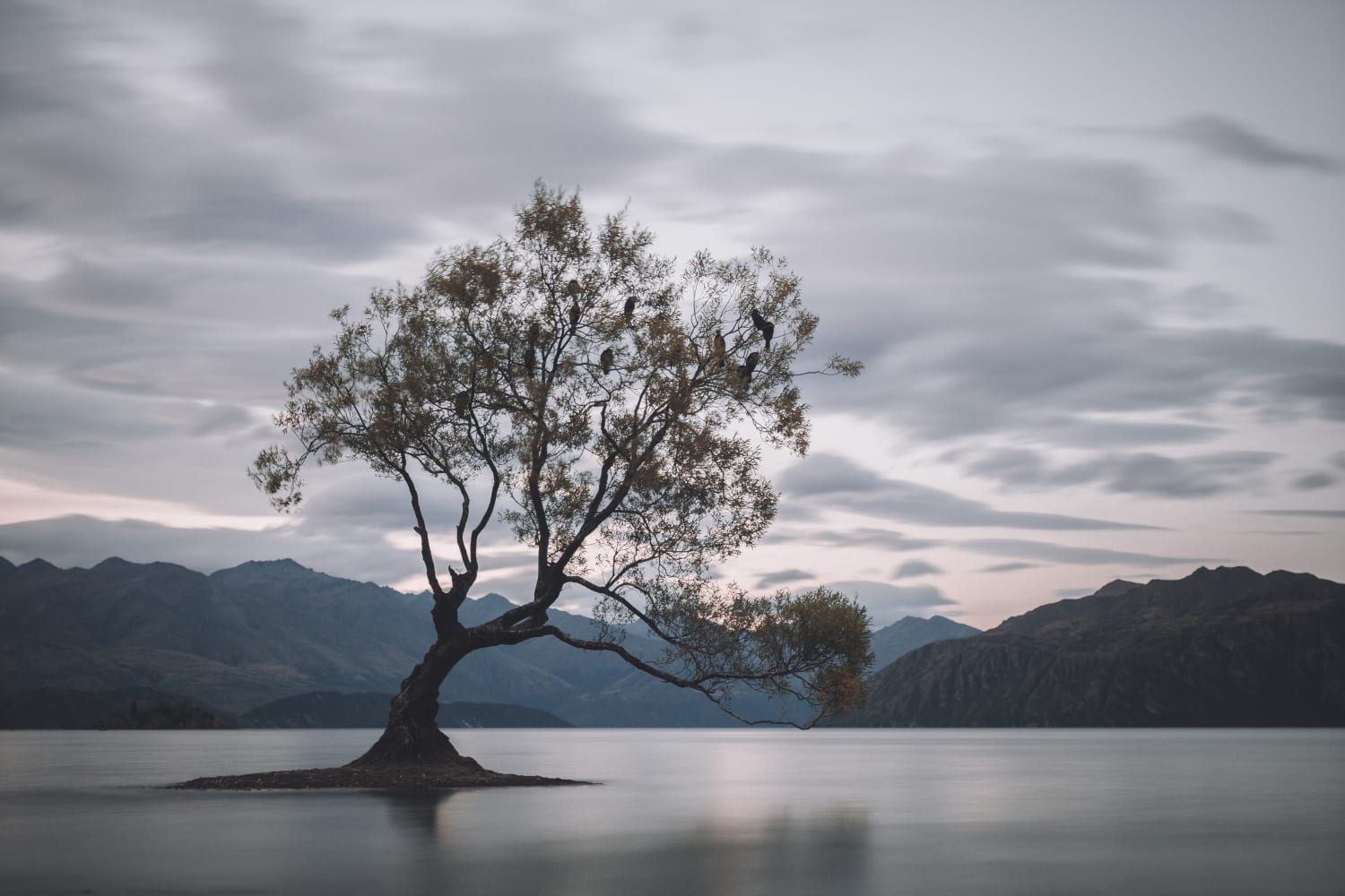That Wanaka tree.