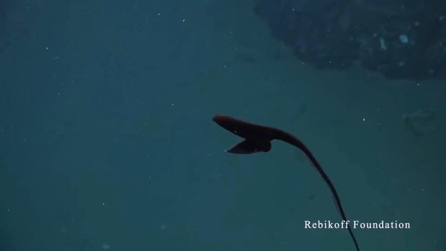 The Gulper Eel hunting for prey in the deep sea