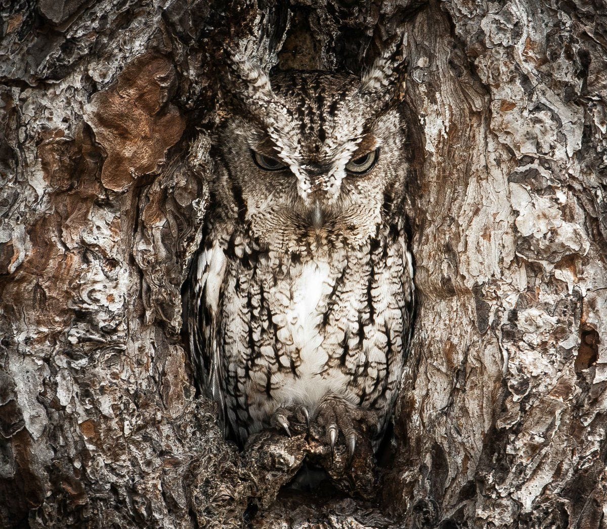 Nothing to see here. Just a tree. AprilFoolsDay is a hoot! Eastern ...