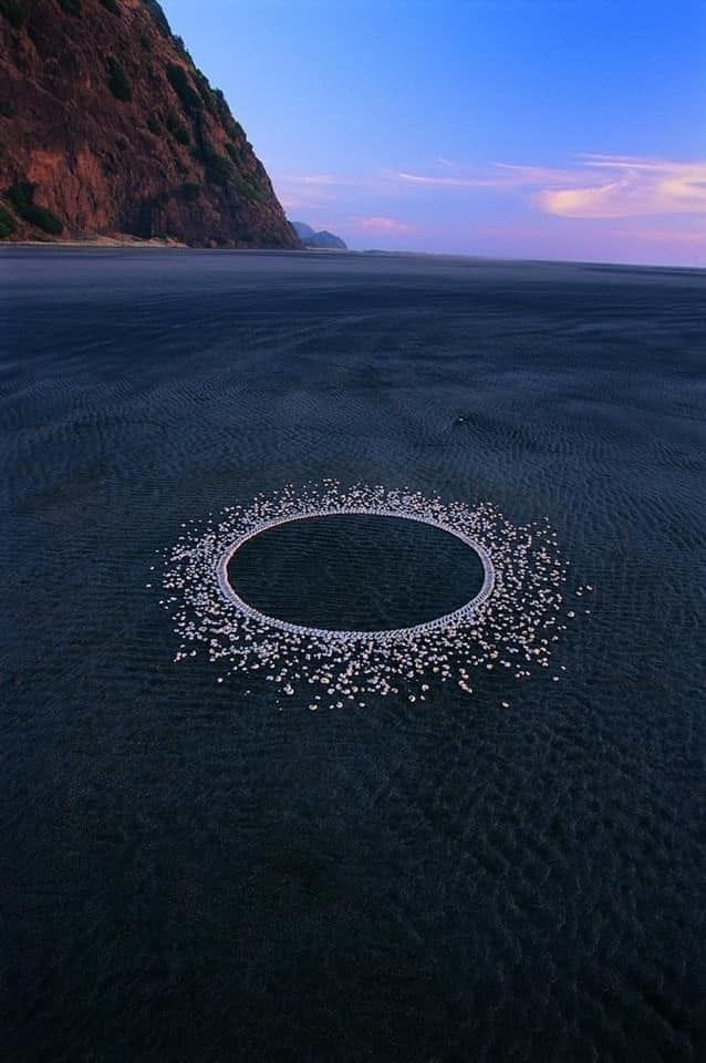 Martin Hill Sculptor, New Zealand