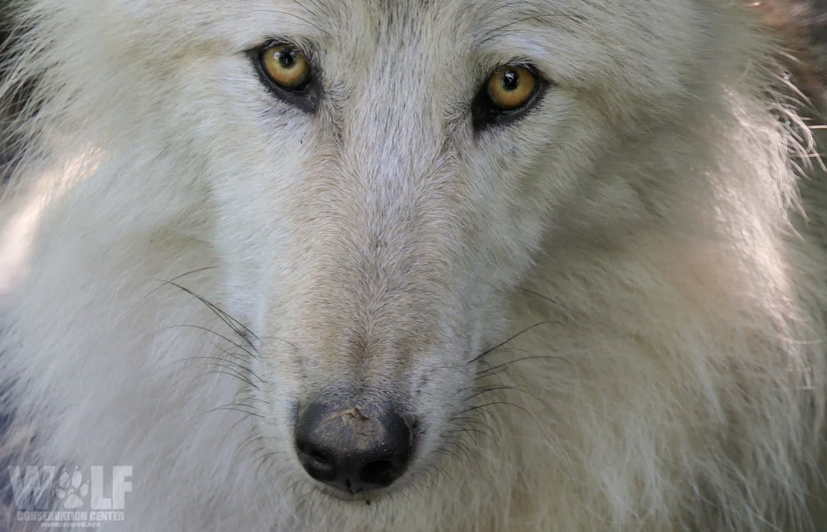 Citing risk to federal protected species,10 groups filed a notice of intent to sue Idaho in ...