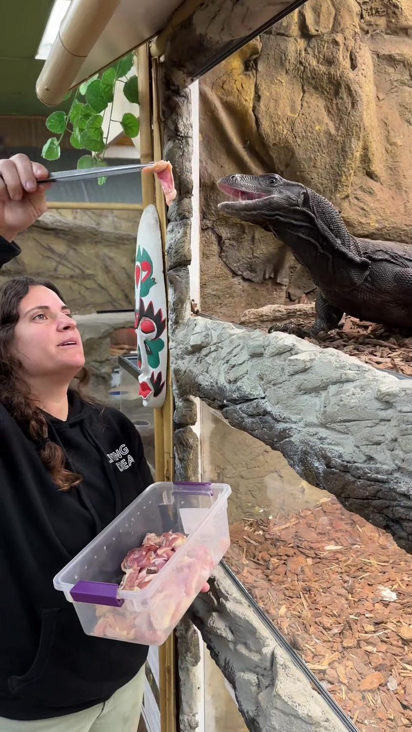 I absolutely love huge black dragons! I’ve seen gilly for grow since he ...