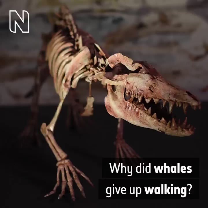 Did you know that one of the earliest known ancestors of modern whales ...