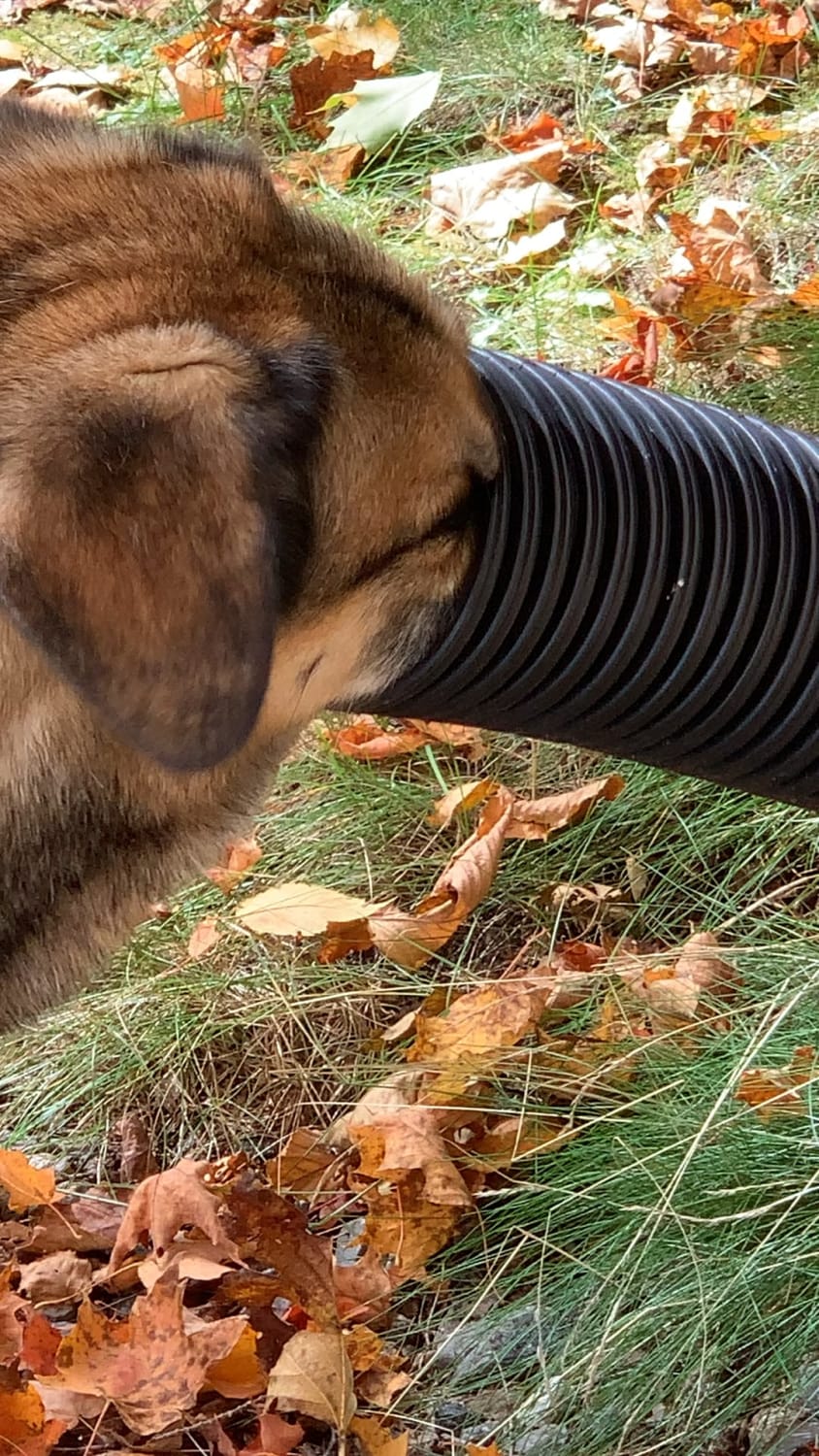 My dog kept on sniffing this pipe. For 4 hours he just stuck his nose ...